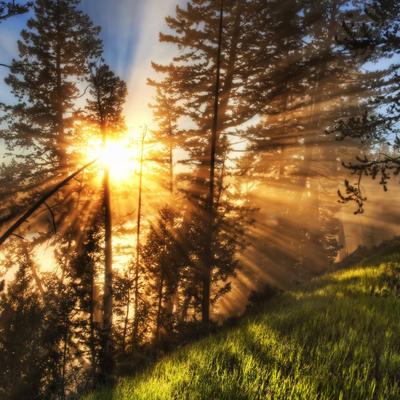 grass trees sun nature wallpaper landscapes ray - KDE Store