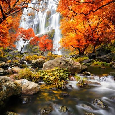 grass trees river stones forest waterfall - KDE Store