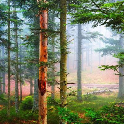 forest fog pine france - KDE Store