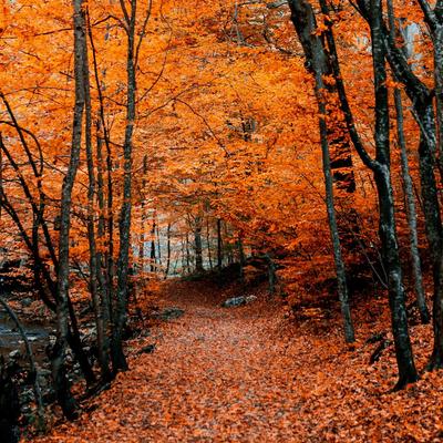 Autumn path foliage forest tree colors HD wallpaper - KDE Store