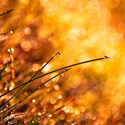 Bokeh Dew Fall Grass Nature Water Drop HD WALLPAPER - KDE Store