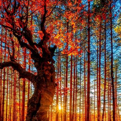 Fall Tree Autumn Tree Nature HD WALLPAPER - KDE Store