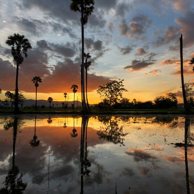 TREE SUNSET WATER HD WALLPAPER - KDE Store