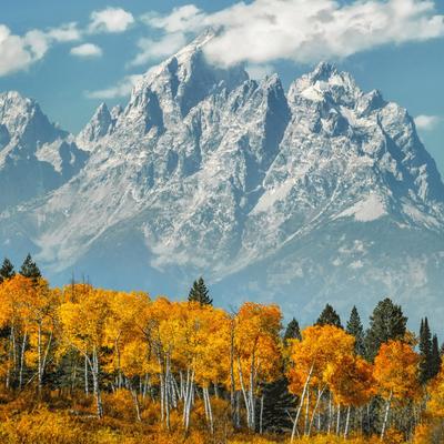 Forest In Fall Colors Snow Mount Moran Mountain Grand hd - KDE Store