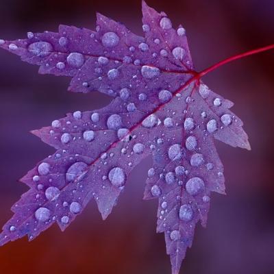 leaf water drops hd wall - KDE Store