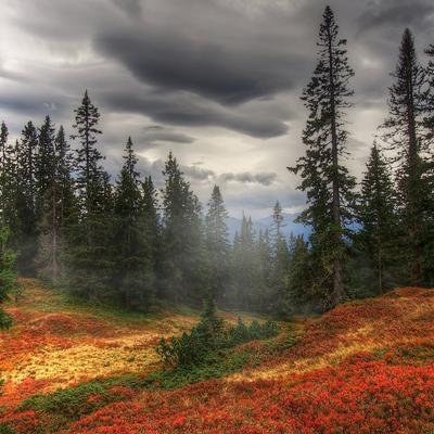 Fall Foliage Pine Tree Tree HD - KDE Store