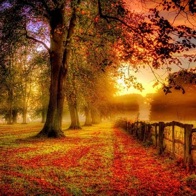 Fall Fence HDR Leaf Path Tree Tree Lined hd wall - KDE Store