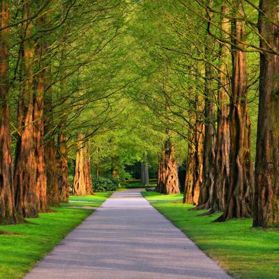 Greenery Path Tree Tree Lined hd wall - KDE Store