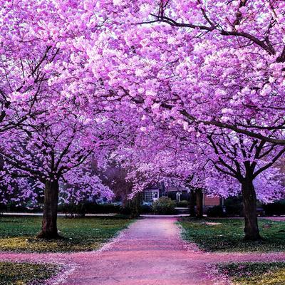 Blossom Path Sakura Spring hd wall - KDE Store