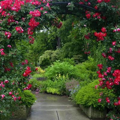 Arch Flower Path Red Flower Red Rose Rose Rose Bush HD WALL - KDE Store