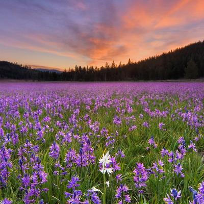 Sagehen Meadows Near Truckee California Wallpaper - KDE Store