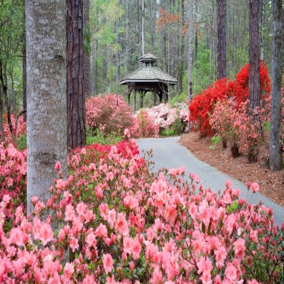 Garden Path Among Azaleas Savannah Georgia Wallpaper - KDE Store