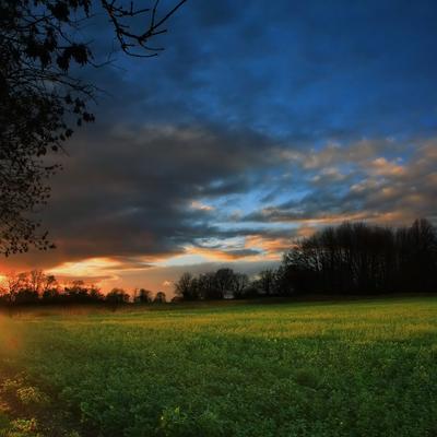 tree nature sky hd wall - KDE Store