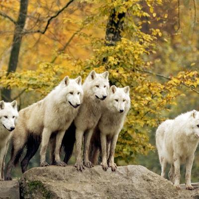 animals arctic autumn Canadian forests wildlife wolves HD - KDE Store