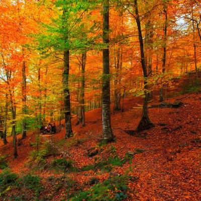 autumn Bursa forest landscape tree turkey hd wall - addons.videolan.org