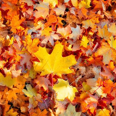 Nature Maple leaves Wallpaper - KDE Store