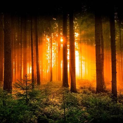 trees sun nature forest rays dawn trees the sun nature - KDE Store