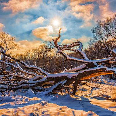 snow dry tree nature hd wall - KDE Store