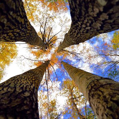 tree sky nature hd wallpaper - KDE Store