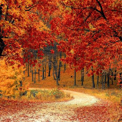 trees nature forest leaves park autumn path deciduous - KDE Store