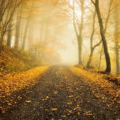 forest autumn - KDE Store