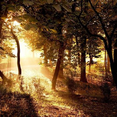 trees sun forest rays path sunlight trees sun - KDE Store