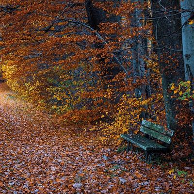 autumn trees bench nature shop leaves park falling - KDE Store