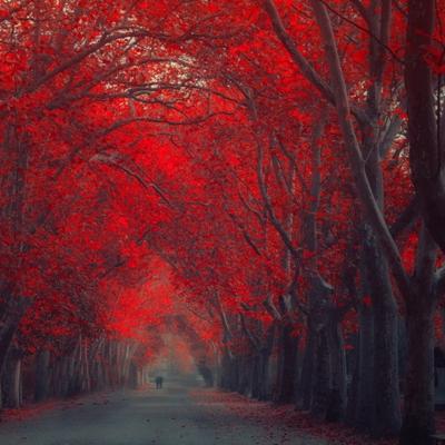Red Trees Autumn Fall Seasons Wallpaper HD - KDE Store