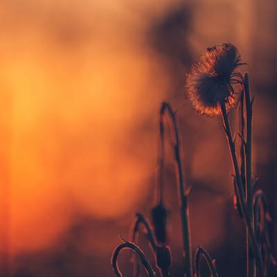 White Dandelion in Close up Photography Full HD - KDE Store