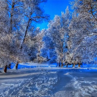 blue Cold foot forest Frost hdr landscapes nature path - KDE Store