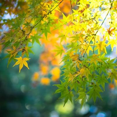bokeh Fall leaves Maple Leaves nature - KDE Store