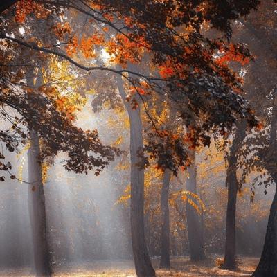 forest landscape leaves mist nature Sun Rays sunlight Trees - KDE Store