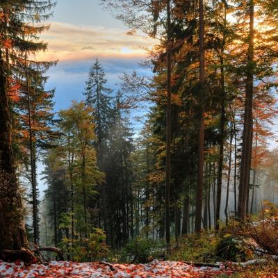 autumn Fall forest landscape Trees - KDE Store