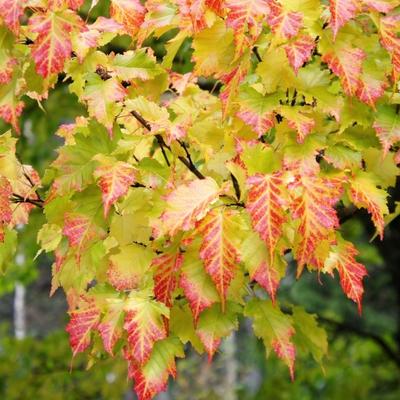 autumn colors Fall leaves Maple nature seasons Trees - KDE Store