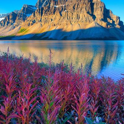 flowers lake mountains canada alberta banff national - KDE Store