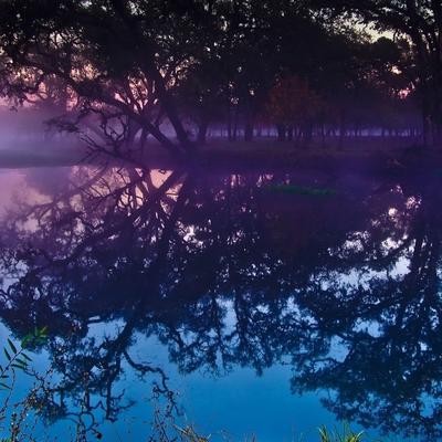 forest landscape mist - KDE Store