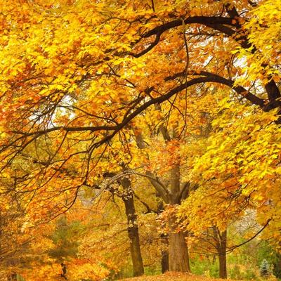 autumn forest landscape nature tree Trees - KDE Store