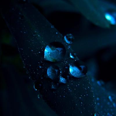 Dew flowers macro nature Water Drops - KDE Store