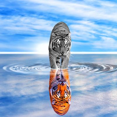 Brown and White Running Shoe Full HD - KDE Store