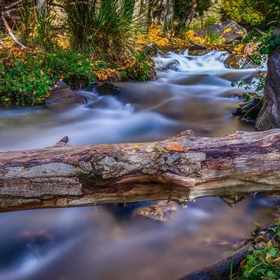 river forest stream river forest stream - KDE Store