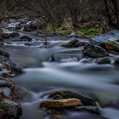 river forest thickets river forest thicket - KDE Store