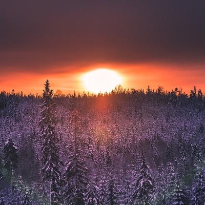 nature forest sunset nature forest sunset - KDE Store