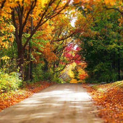 autumn Colorful forest leaves nature park path road Trees - KDE Store
