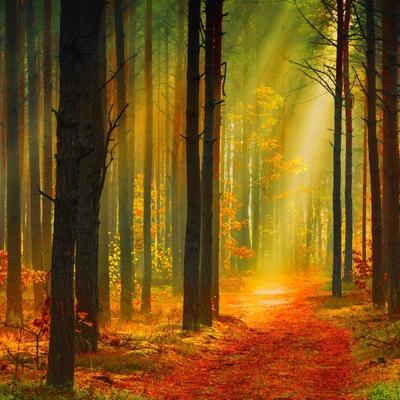 autumn forest light nature of rays seasons Trail tree - KDE Store