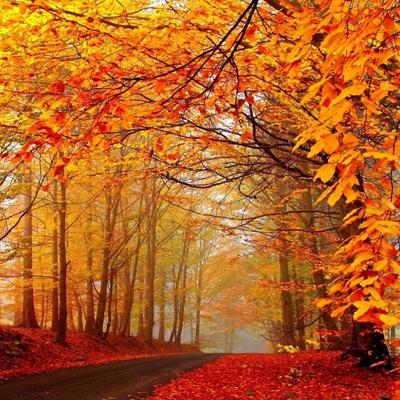 autumn Fall forest landscape leaf leaves nature path road - KDE Store