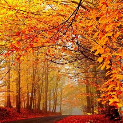 autumn Fall forest landscape leaf leaves nature path road - KDE Store