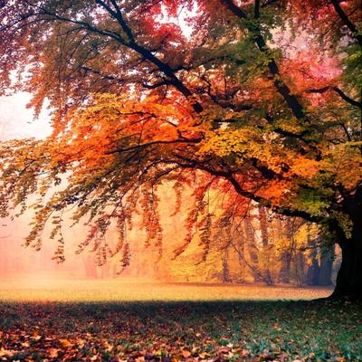 autumn color Fall forest landscape leaf leaves nature seaso - KDE Store