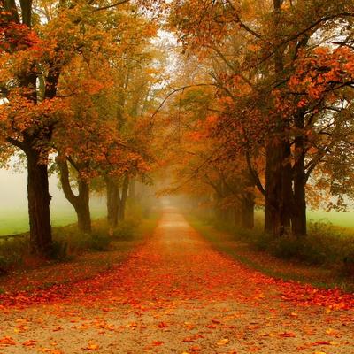 autumn Fall fence forest landscape leaf leaves nature path - KDE Store