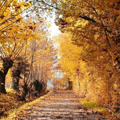 autumn leaf leaves nature Orange path seasons skies Trees - KDE Store