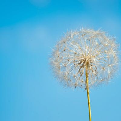 close-up-photography-of-white-dandelion - KDE Store